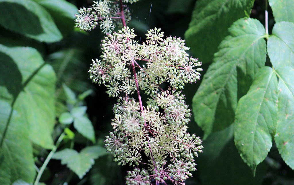 Spikenard Essential Oil
